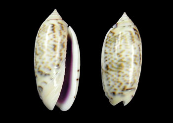 涡螺总科 Volutacea 蓝色动物学（中国动物学科普）